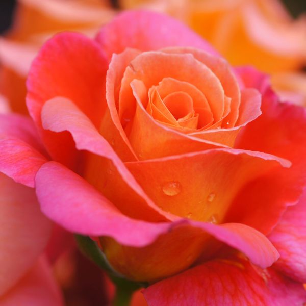 Tips & Information about Roses | Gardening Know How