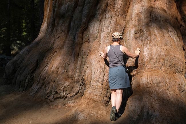 Giant Sequoias and Redwoods: The Largest and Tallest Trees | Live Science