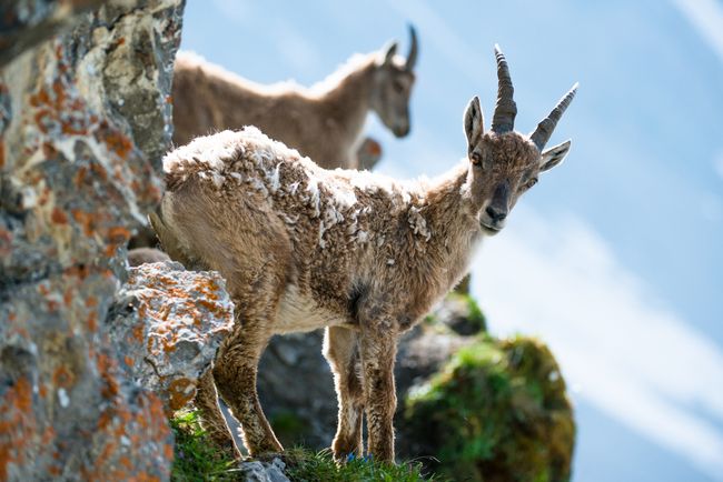 Facts About Ibex | Live Science