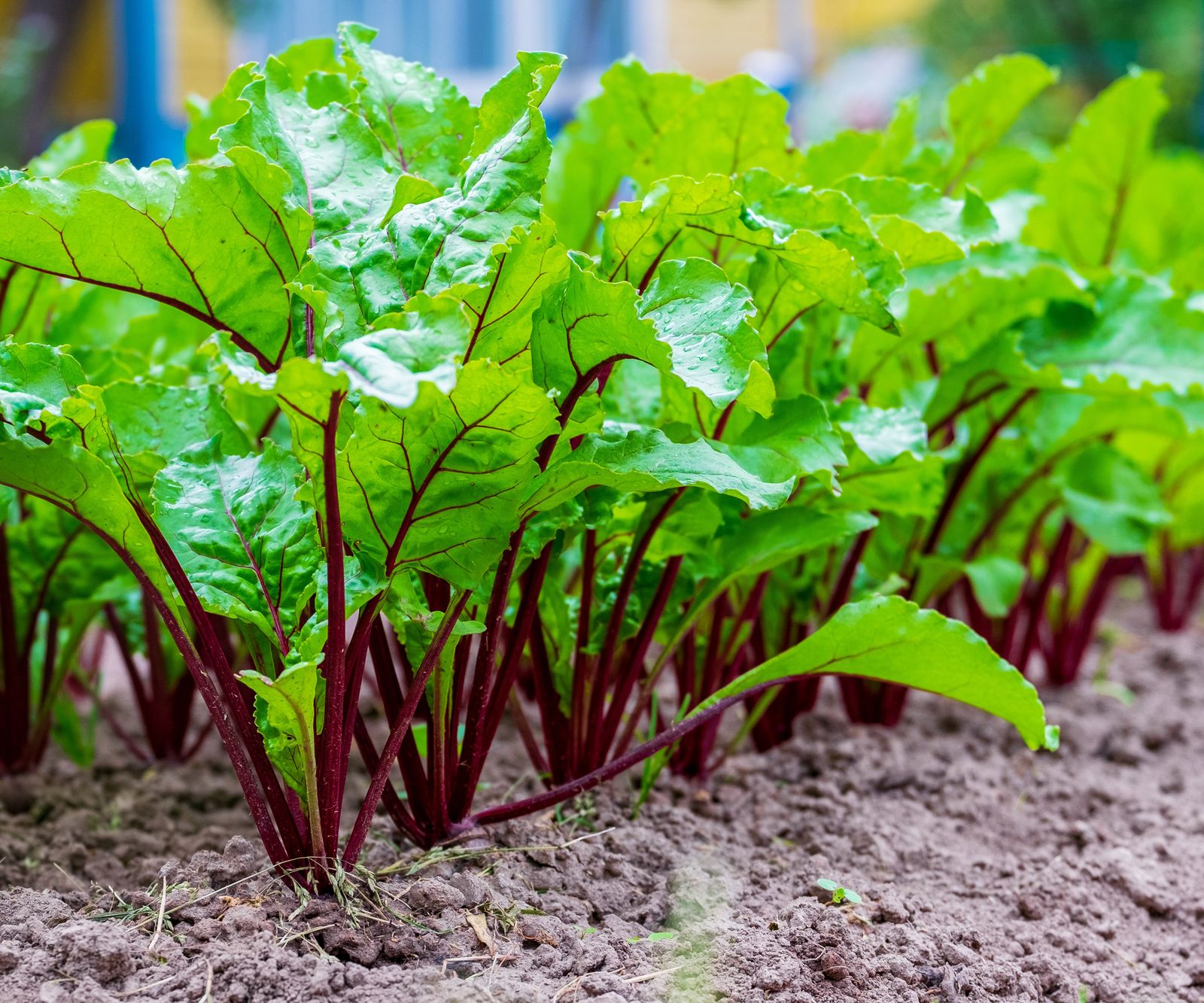 Beetroot growing mistakes: 9 errors to avoid | Homes and Gardens