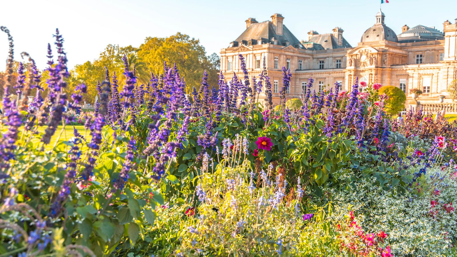 French Flowers To Add Old-World Charm To Your Plot | Gardening Know How