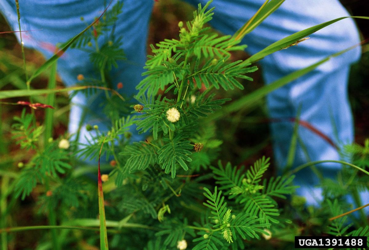 Illinois Bundleflower Growing: Planting Prairie Mimosa For Wildlife ...