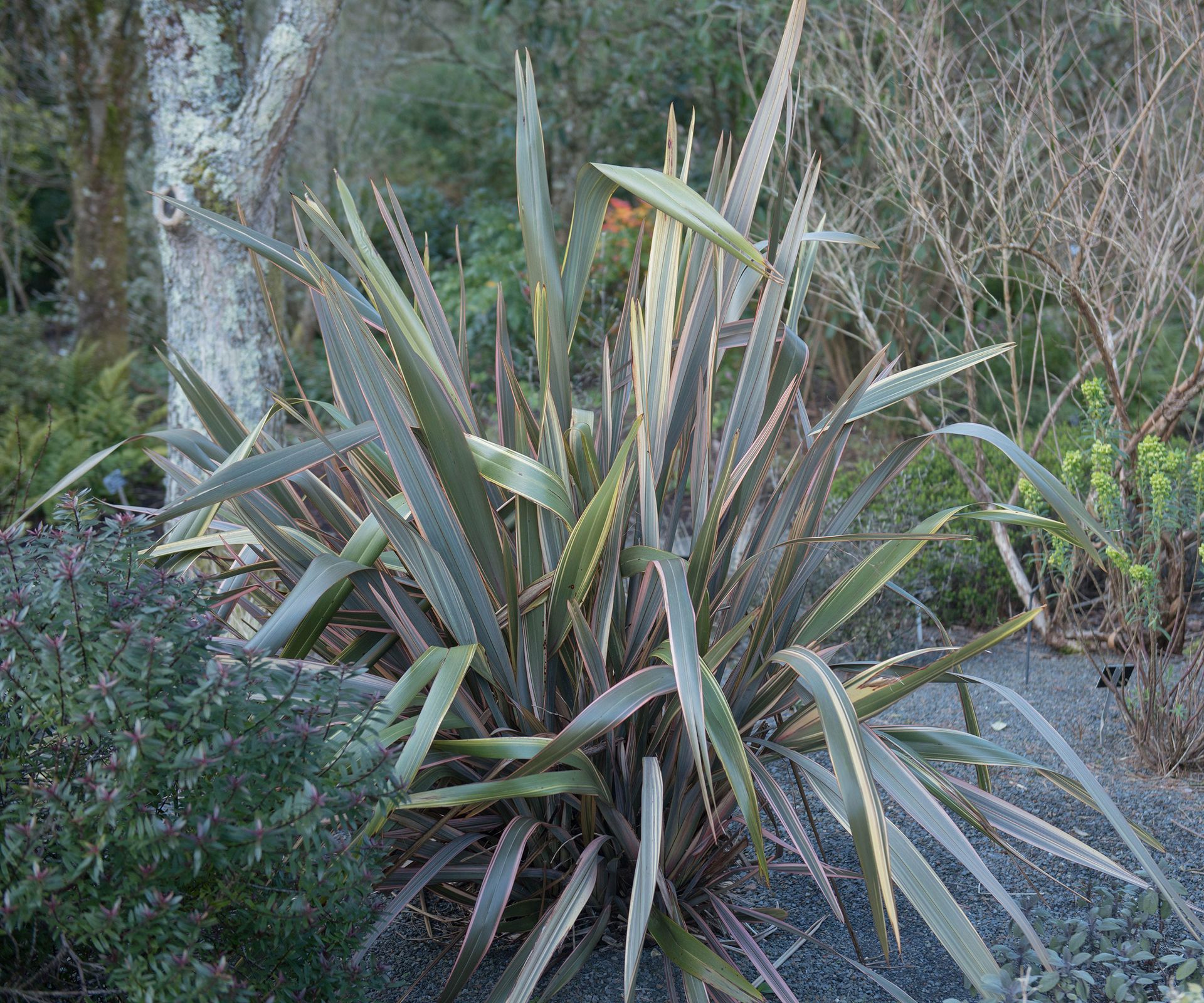 7 architectural plants for your winter garden | Homes and Gardens