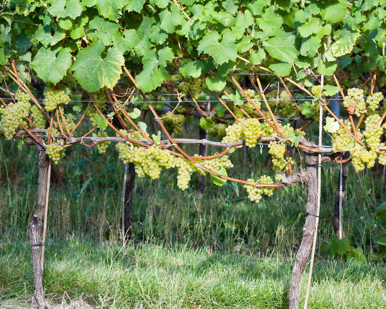Pruning grape vines: Our expert shows you how and when | Gardeningetc
