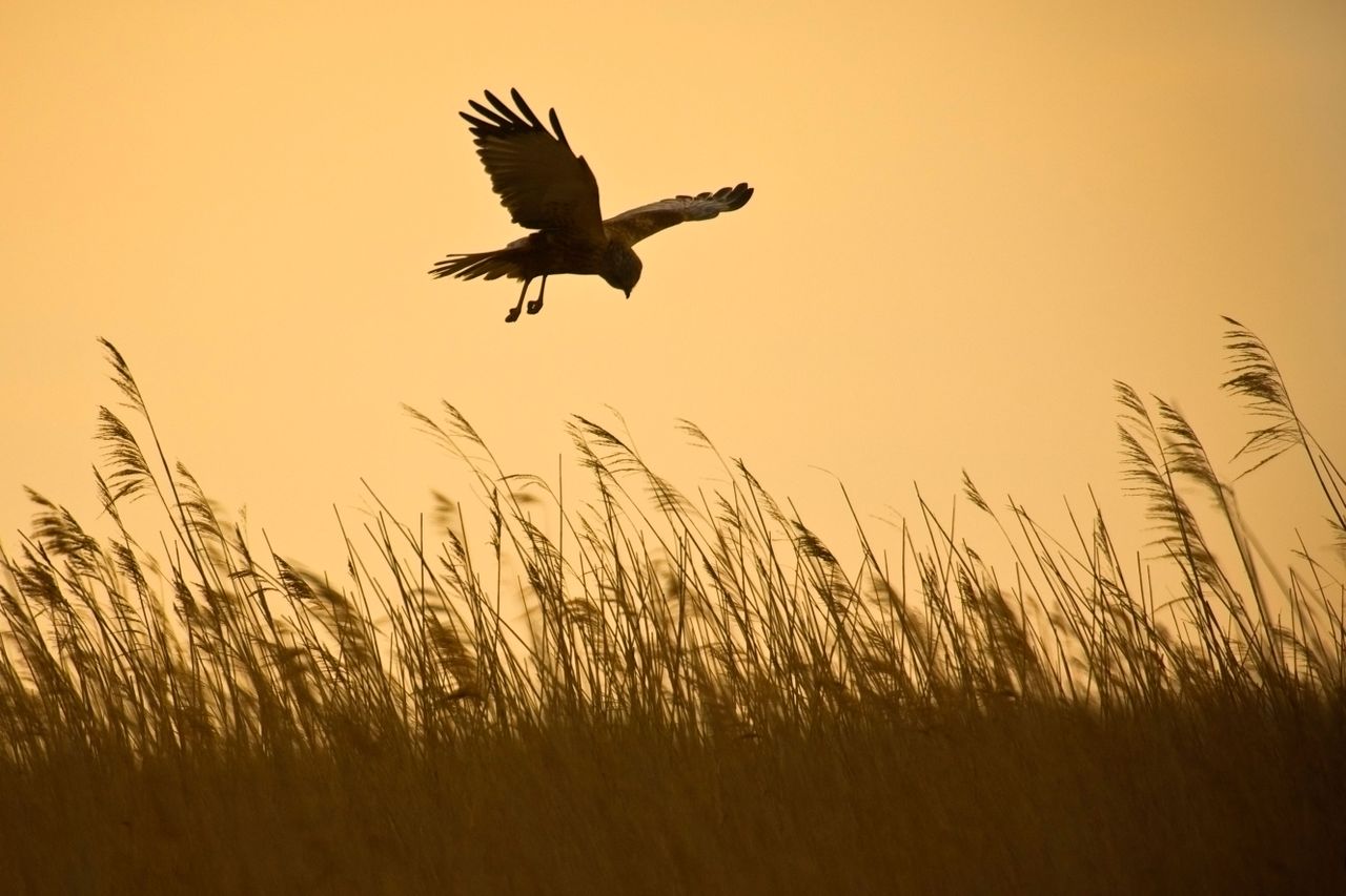 Marsh Harriers: The wetland-loving bird that defied the odds to ...