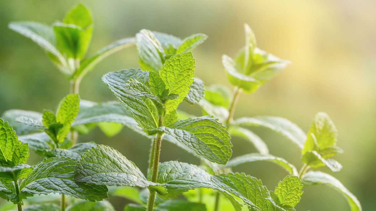 7 top tips when growing mint | Tom's Guide