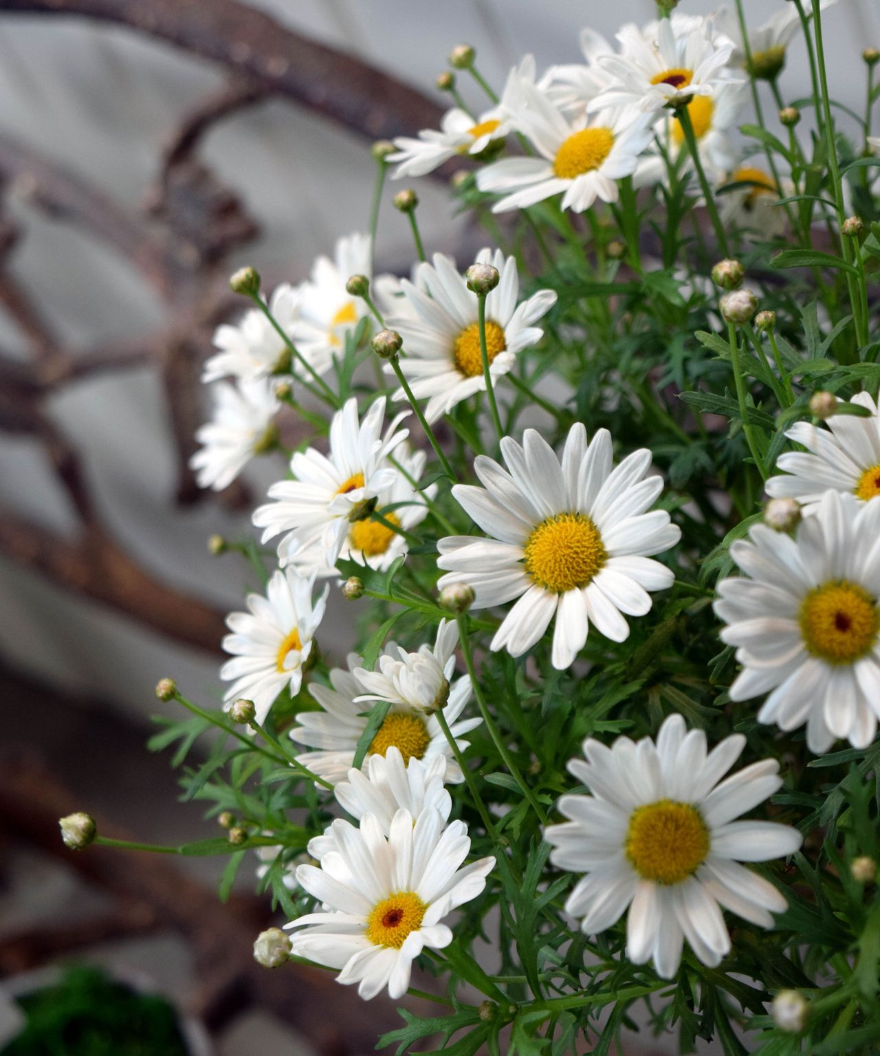 Daisy tree trend - everything you need to know | Gardeningetc