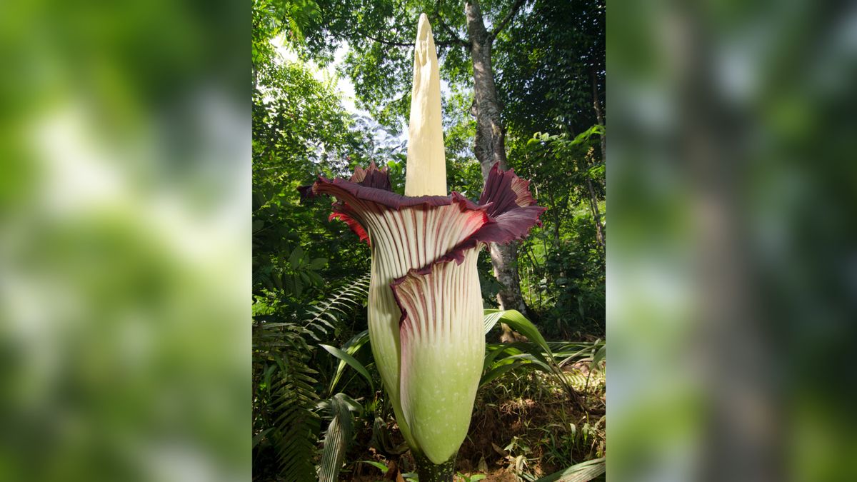 Corpse Flower: Facts about the smelly plant | Live Science