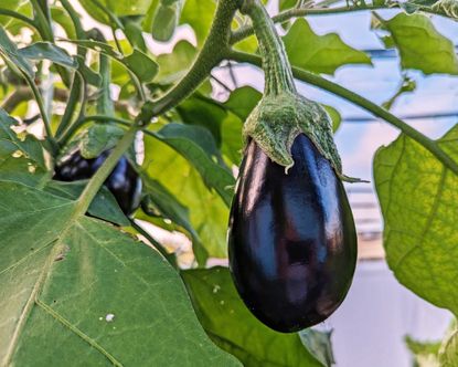 10 Hot Weather Vegetables For Sweltering Summer Gardens | Gardening ...