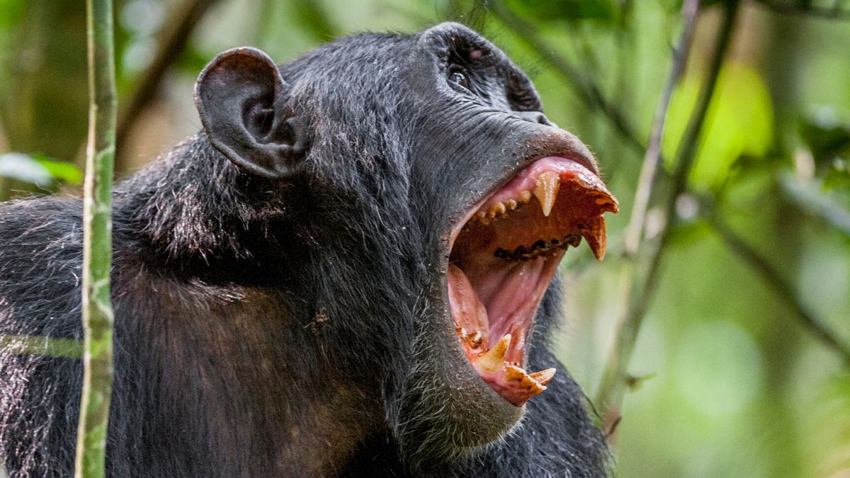 How chimp wars taught us murder and cruelty aren't just human traits ...