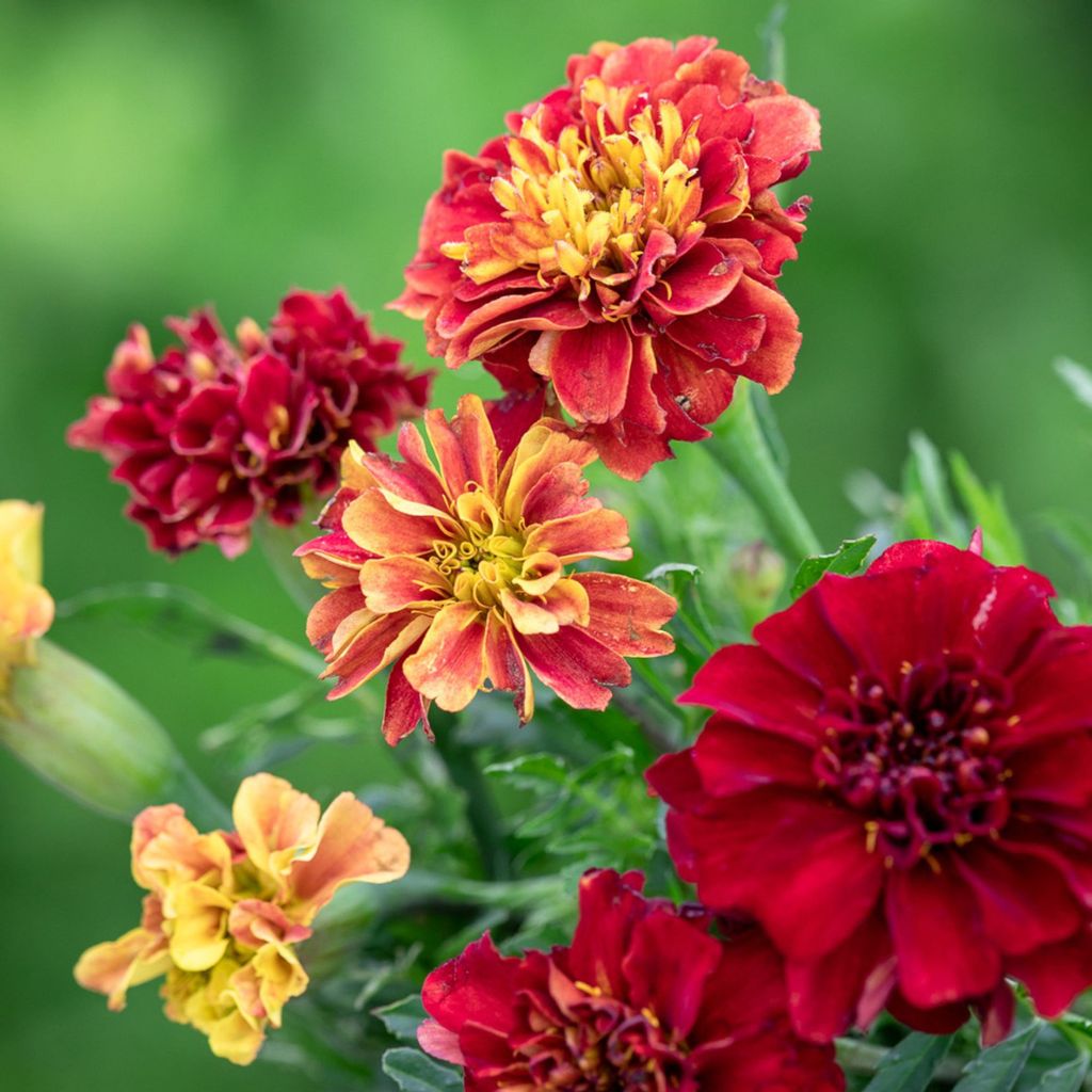 This superhero flower will put an end to aphid problems | Ideal Home