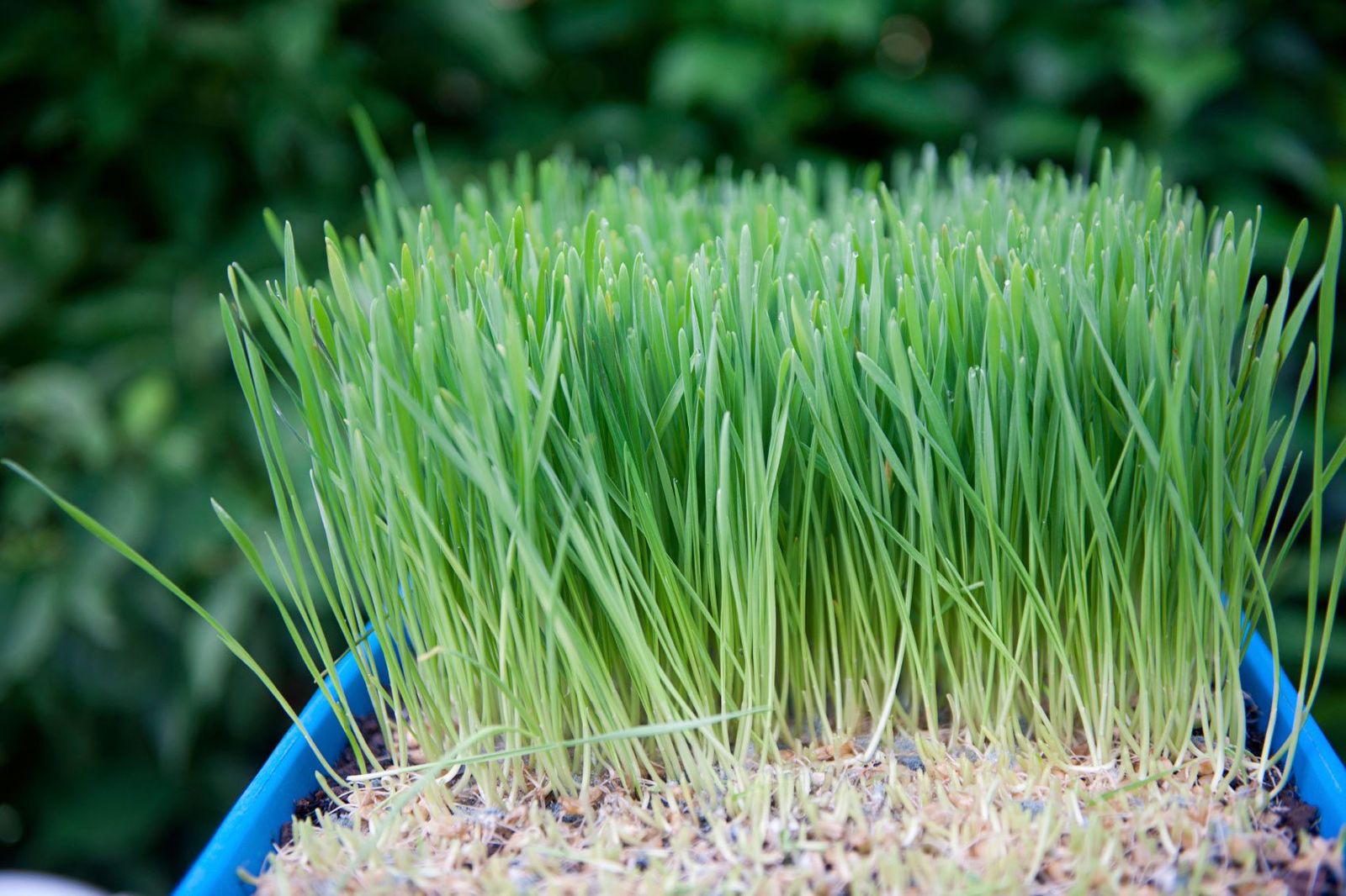 Wheatgrass Benefits - How To Grow Wheatgrass Indoors And Out ...