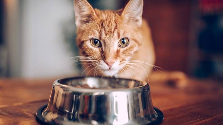 Why is my cat always hungry? | PetsRadar