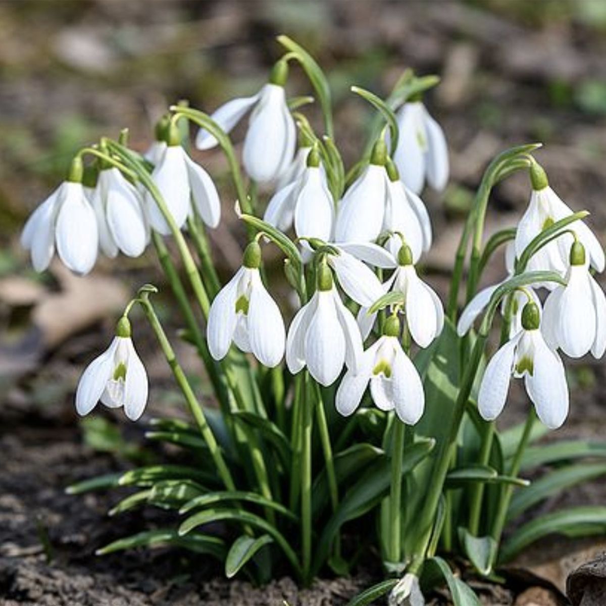The best spring bulb deals available right now | Homebuilding
