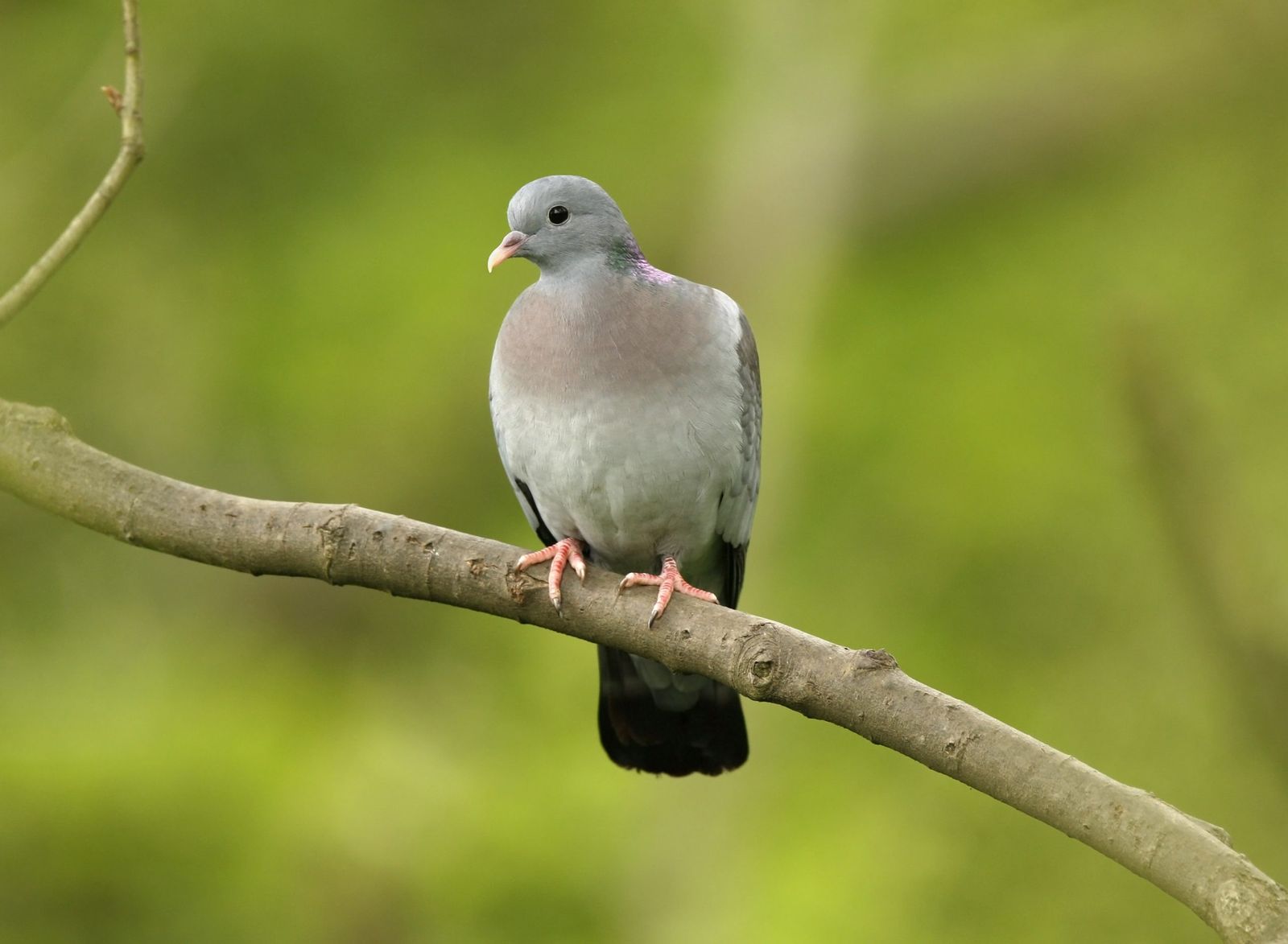 Whose coos are whose? The five types of pigeon you’ll see in Britain ...