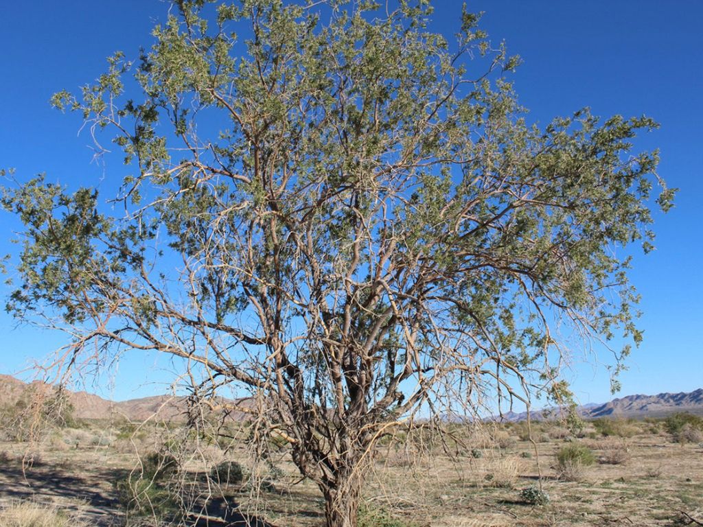 Desert Ironwood Information – Where Does Desert Ironwood Grow ...