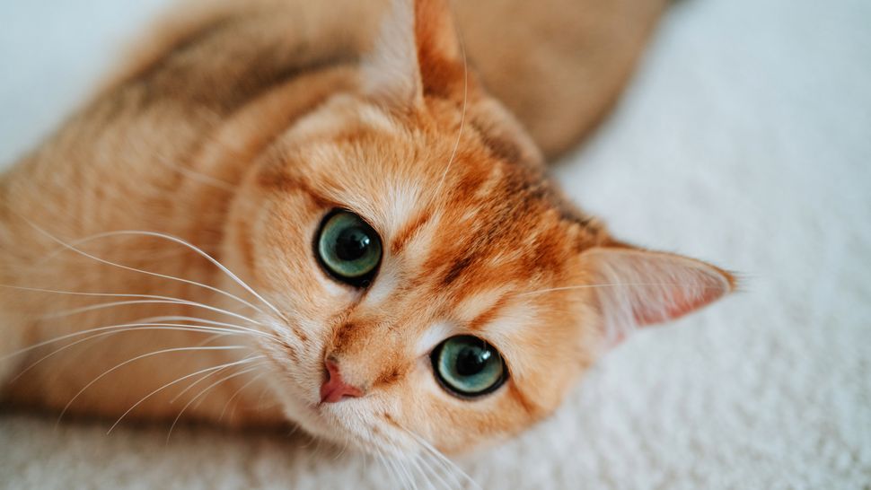 32 types of show-breed cats | PetsRadar