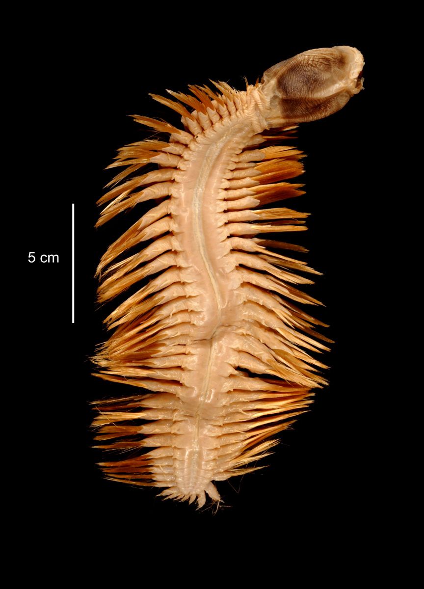 In Photos: Weird Bristle Worm Calls Antarctica Home | Live Science