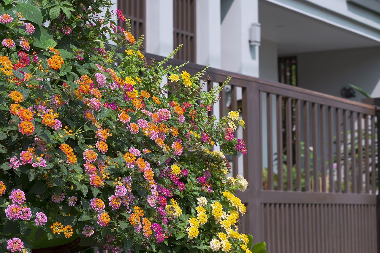 Best shrubs for the front of the house