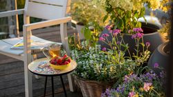 Should I deadhead yarrow? Garden experts share their knowhow | Homes ...