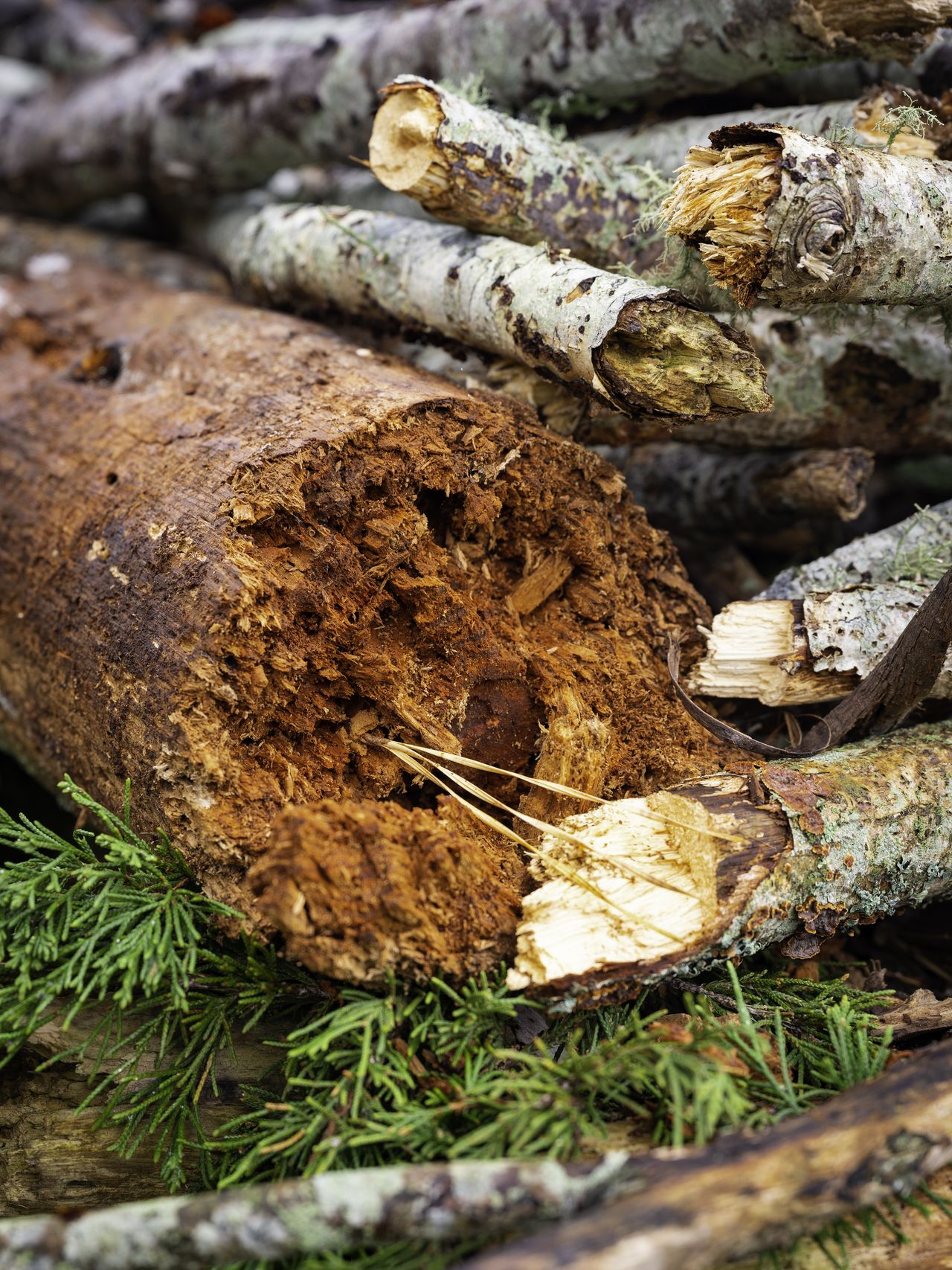 What is Hugelkultur? The centuries-old gardening trick to know | Livingetc