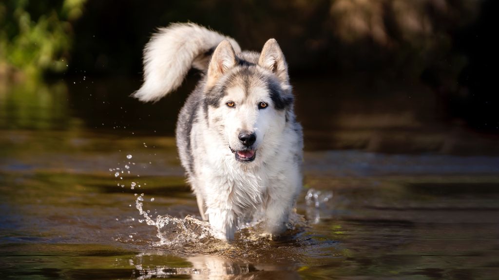32 popular spitz dog breeds from around the world | PetsRadar