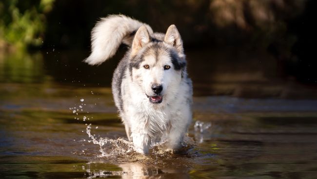 32 popular spitz dog breeds from around the world | PetsRadar