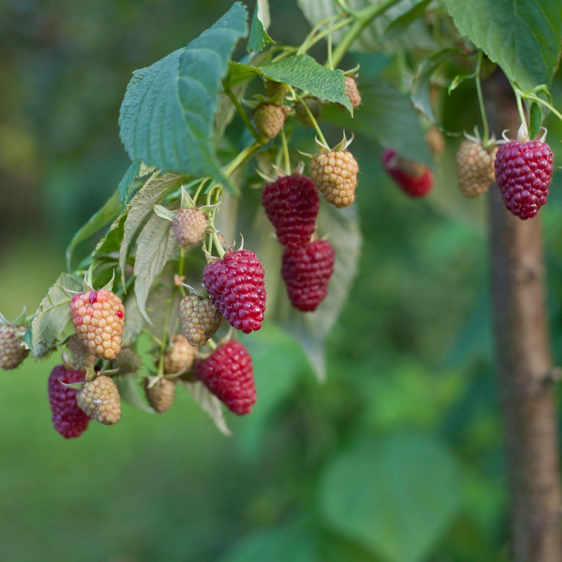 How to prune raspberries to make space for new growth | Ideal Home