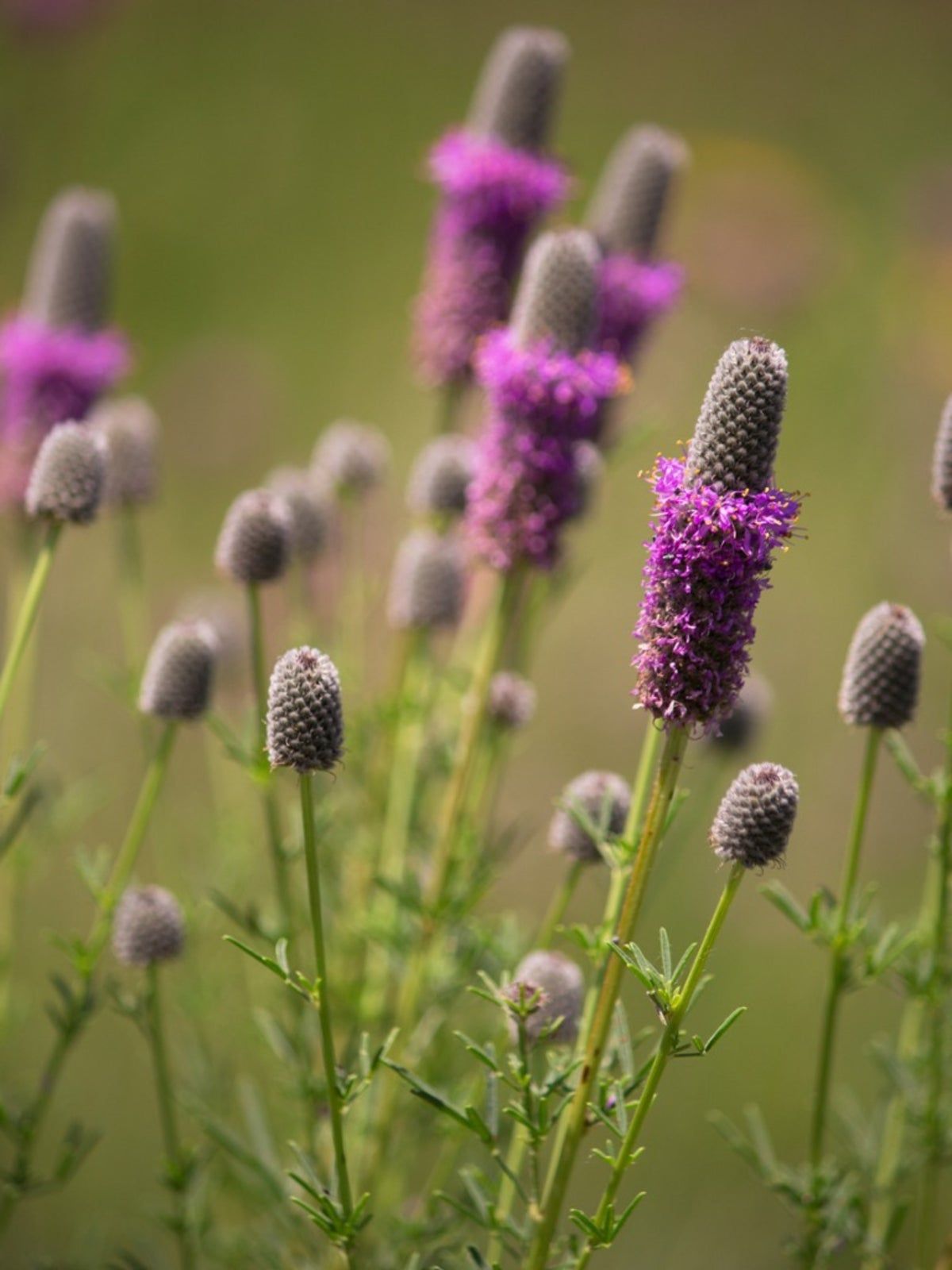 Care Of Purple Prairie Clover - How To Grow Prairie Clover Plants ...