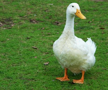 Why Raising Ducks For The Garden Is A Great Idea | Gardening Know How