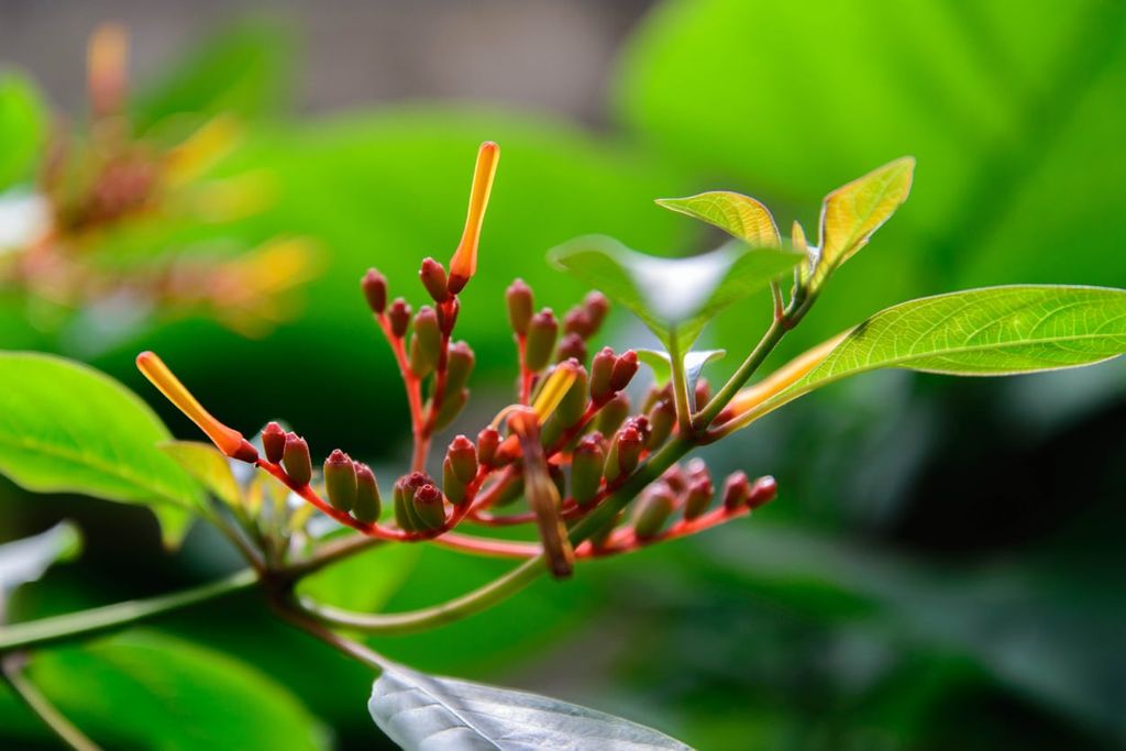 Common Firebush Uses – Learn How To Use Firebush Shrubs | Gardening ...