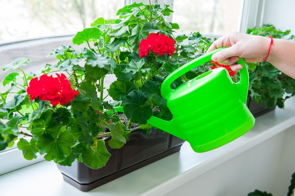 Growing Geraniums Inside – How To Care For Geranium As A Houseplant ...