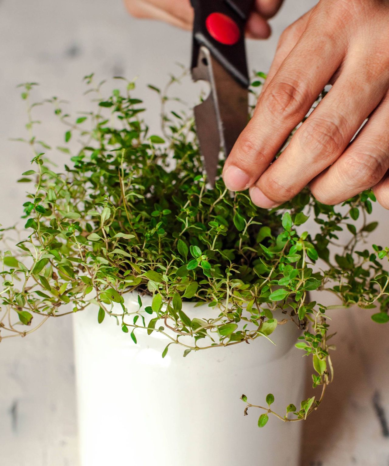Thyme Care: Planting, Growing, & Harvesting Flavorful Herbs | Gardening ...