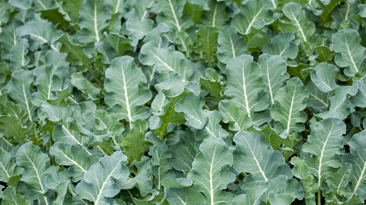 How to grow calabrese: our green broccoli planting guide | Gardeningetc