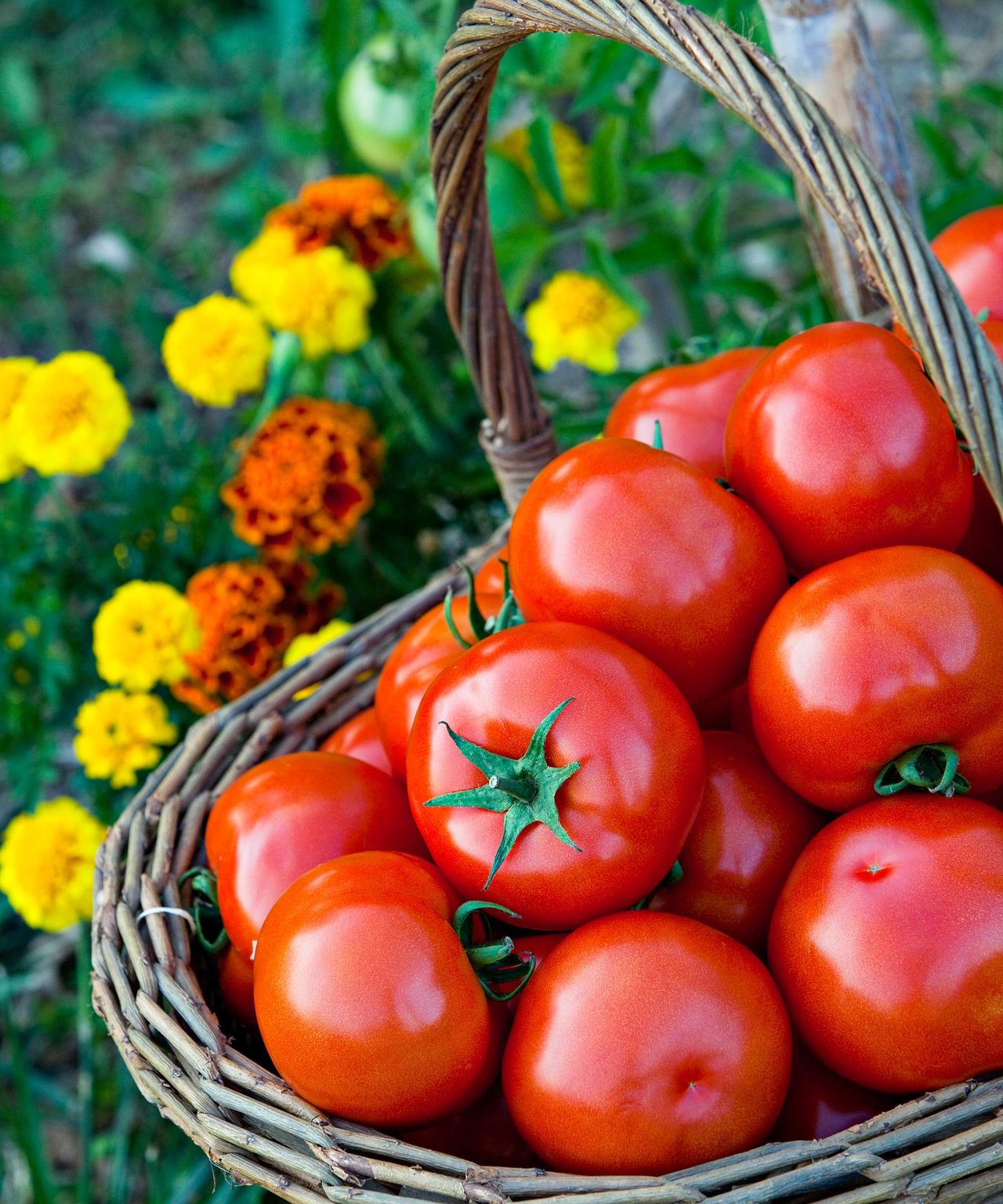 Why you should grow marigolds and tomatoes together | Homes and Gardens