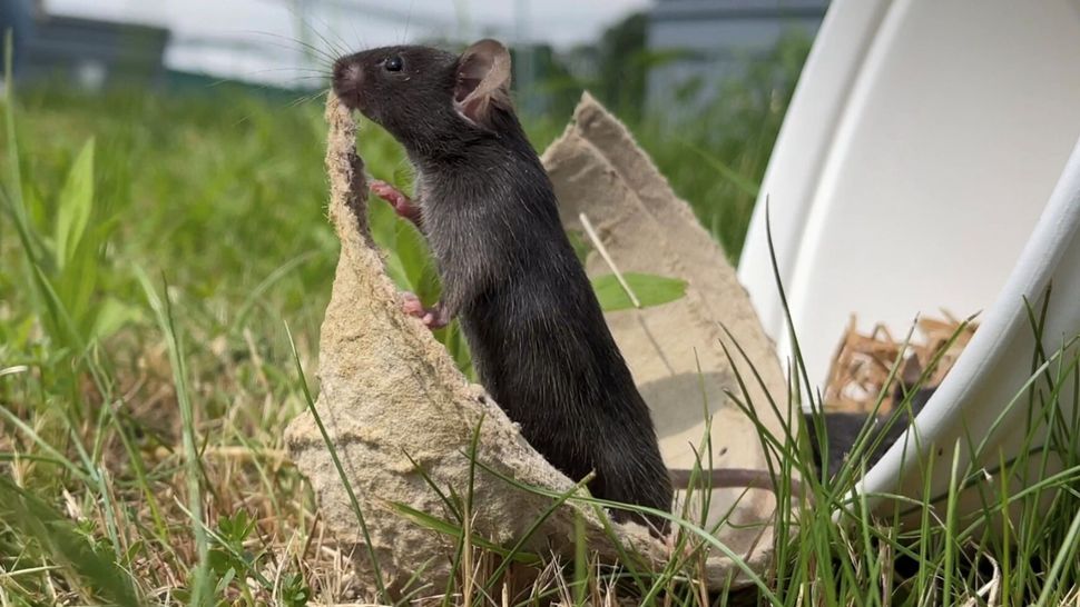 Lab mice that 'touch grass' are less anxious — and that highlights a ...