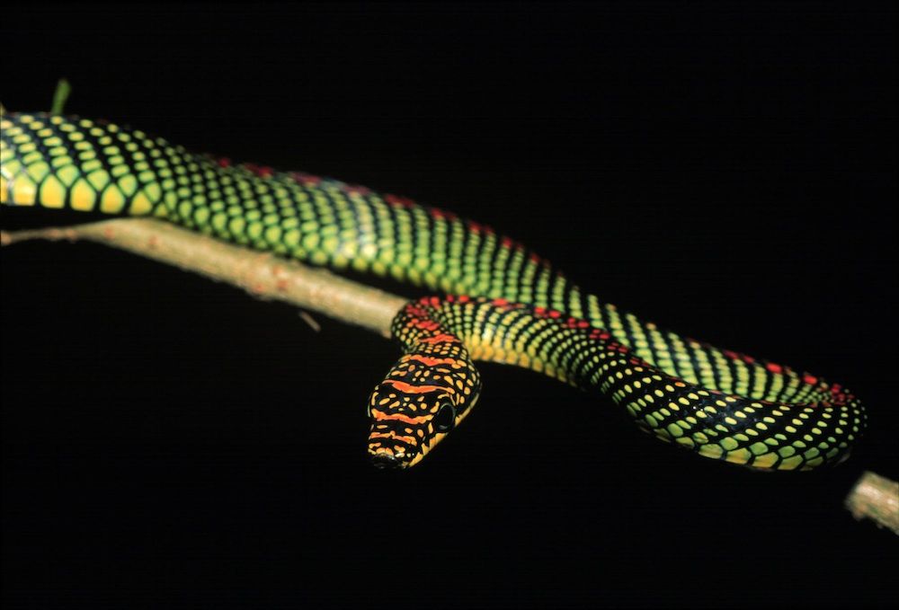 In Images: A Flying Snake of Southeast Asia | Live Science