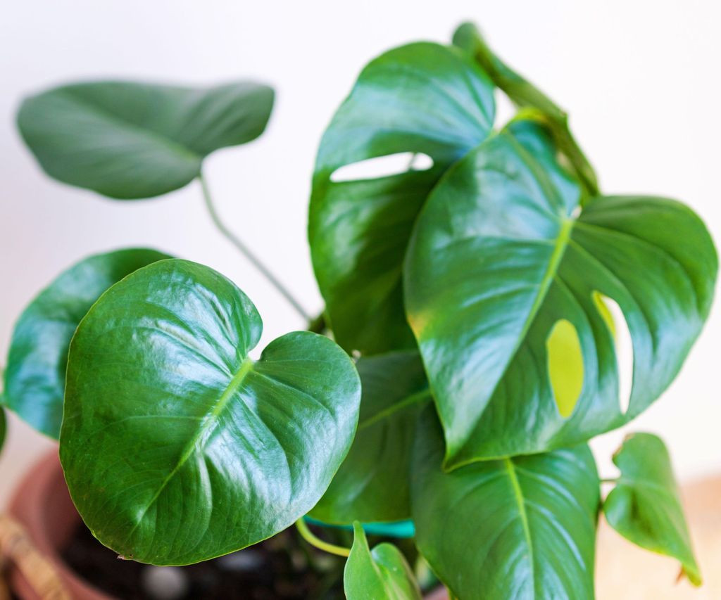 How to fertilize a monstera: Expert tips for feeding | Homes and Gardens