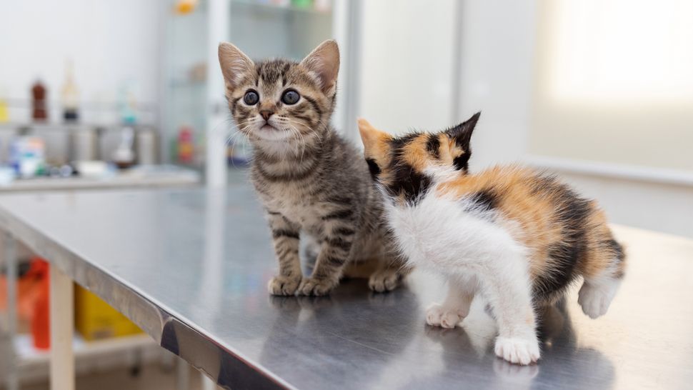 32 ways to raise a happy and healthy kitten | PetsRadar