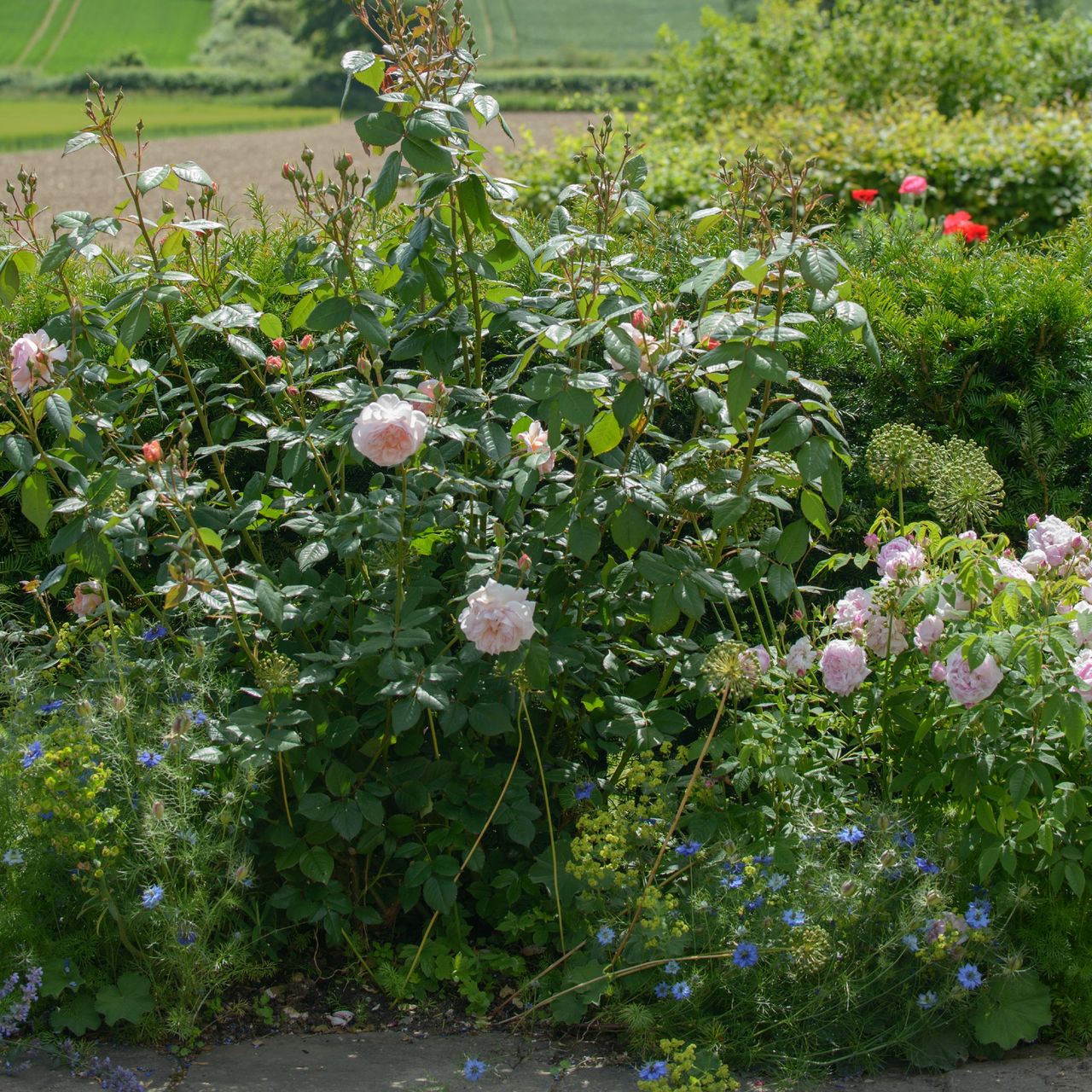 How to plant roses — 5 steps for a strong, healthy plant | Ideal Home