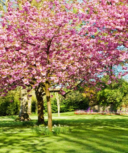 7 Best Fruit Trees For Front Yards | Gardening Know How