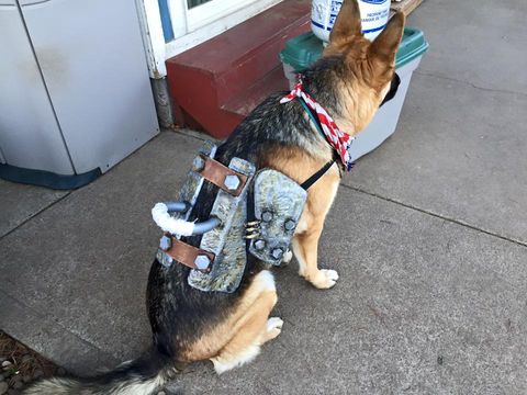 Fallout 4 Dogmeat cosplay was only a matter of time | GamesRadar+