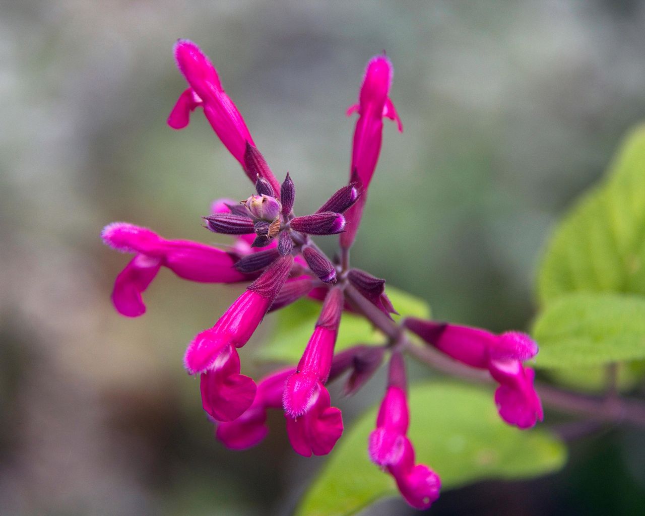 Types of salvias: 16 stunning varieties for beds and borders | Homes ...