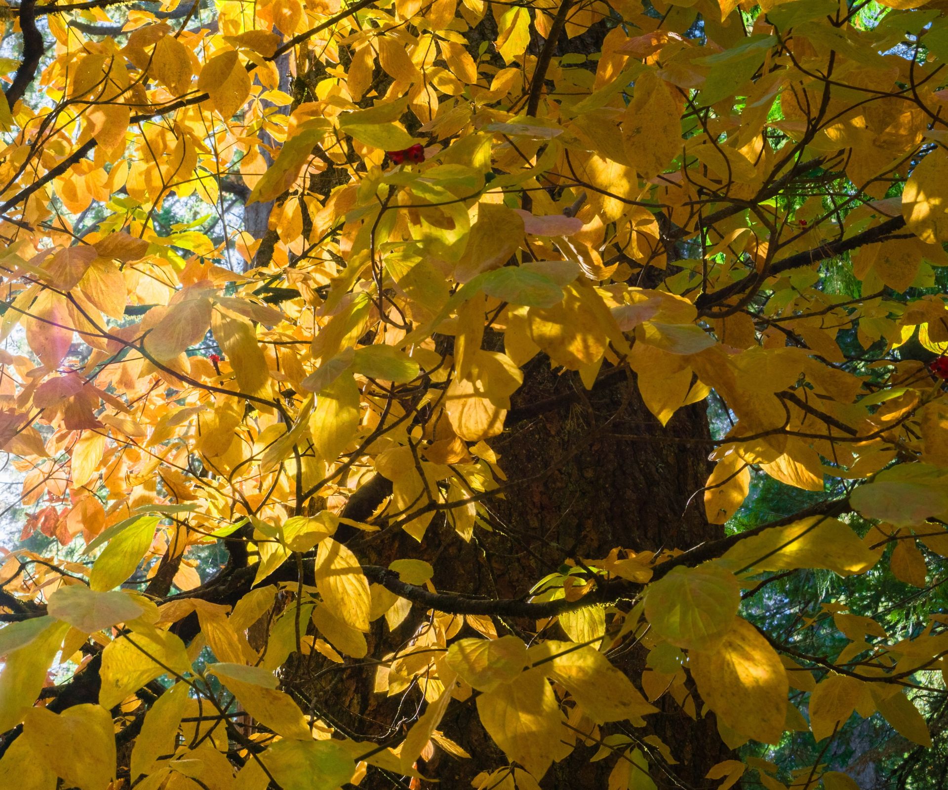 Native alternatives to Japanese maples: 5 trees for fall color | Homes ...
