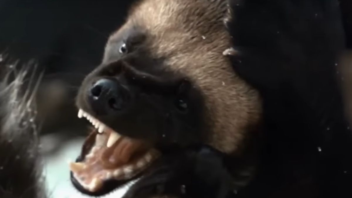 7 Variants Of Wolverine I'd Love To See In Deadpool 3 | Cinemablend