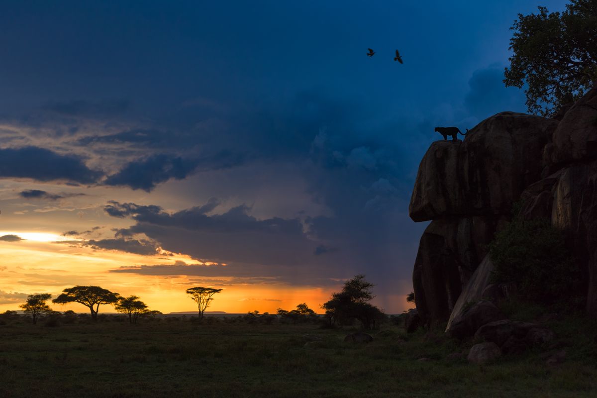 Remembering Leopards reveals results of conservation photo competition ...