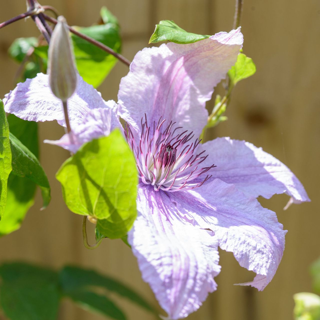 When to prune clematis and how to identify its pruning group | Ideal Home