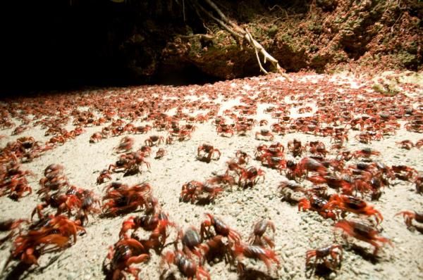 Quest for Survival: Photos of Incredible Animal Migrations | Live Science