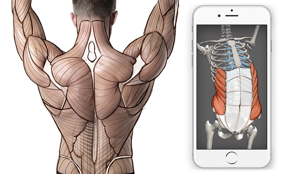 Draw accurate bones and muscle | Creative Bloq