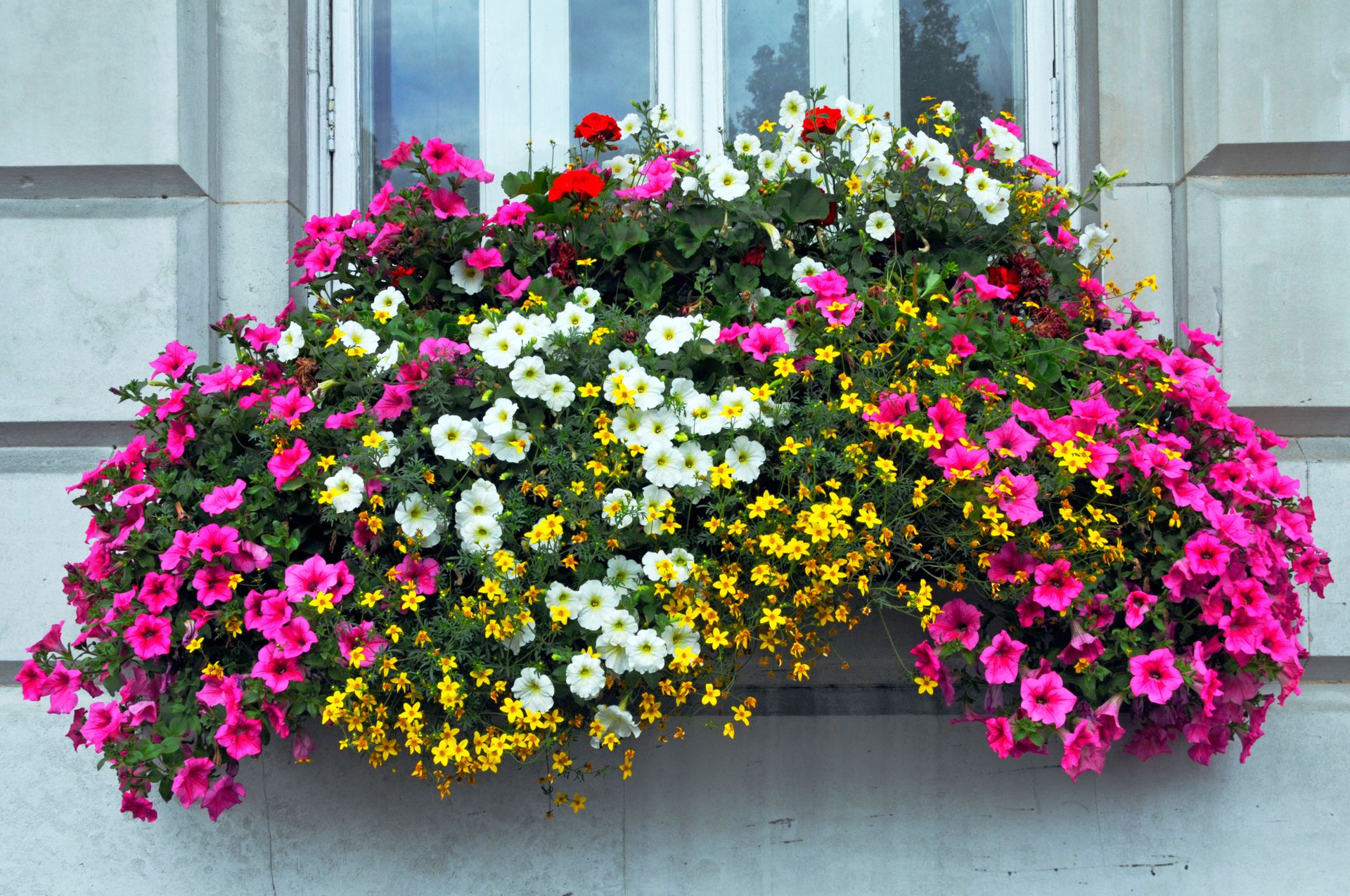 Best Flowers for Window Boxes — 7 Vibrant Varieties to Try | Livingetc